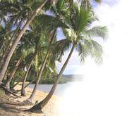 Husk Hair Care Shampoo - The Husk Story